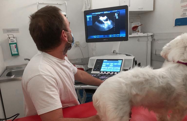 Ultrazvok za pse in mačke | Veterina Prva-K