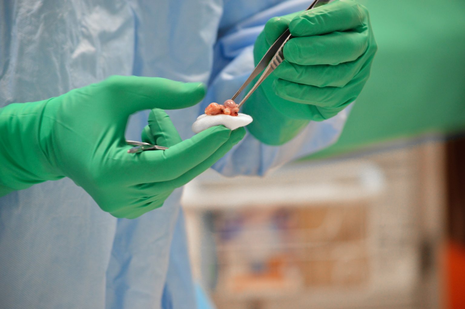 Laparoskopska sterilizacija | Veterina Prva-K