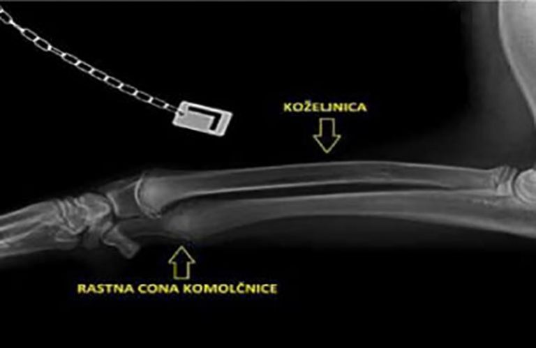 Nenormalna rast kosti | Veterina Prva-K